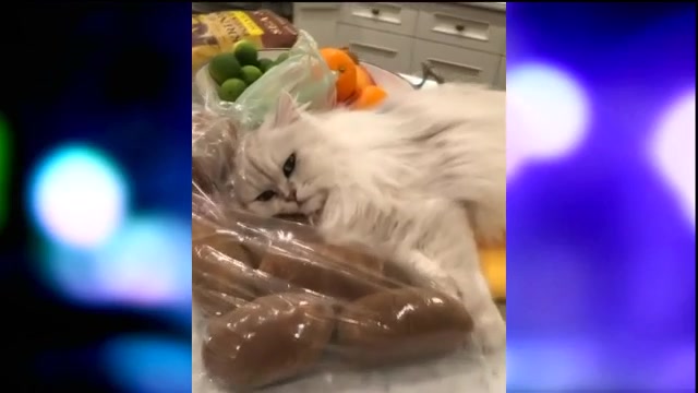 Kate Beckinsale turns her pets into Instagram models - WSVN 7News ...