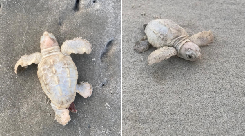 Rare white sea turtle found on South Carolina beach - WSVN 7News ...