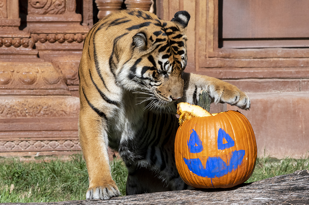 Animals at Zoo Miami celebrate Halloween early - WSVN 7News | Miami ...