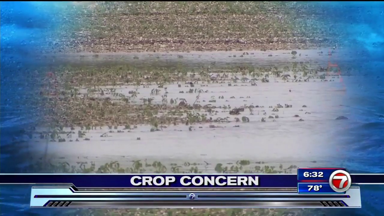 Crops flooded in Homestead following Tropical Storm Eta - WSVN 7News ...