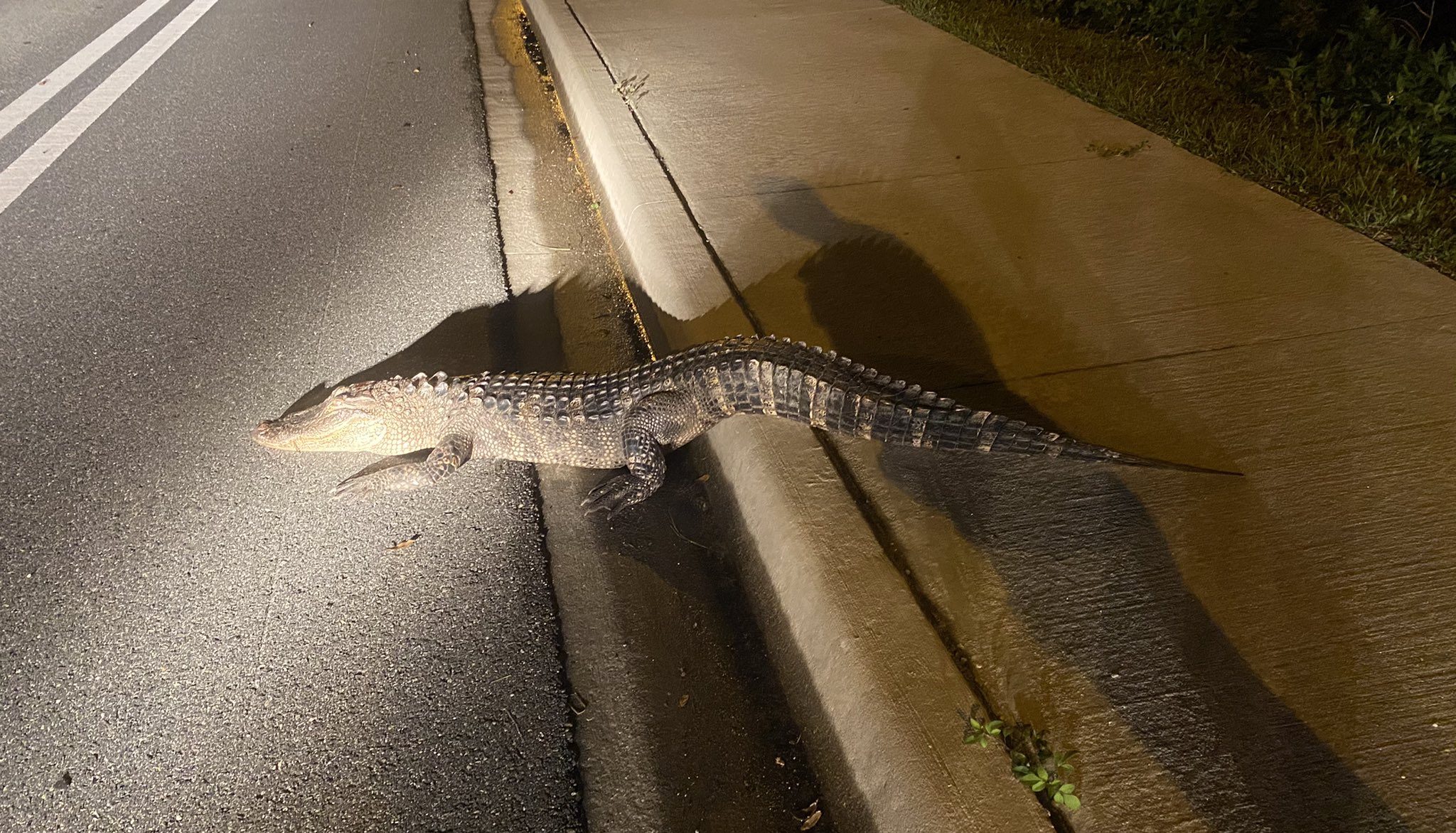 Florida gator survives car crash, returns to swamp - WSVN 7News | Miami ...