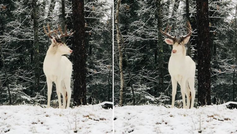 Albino buck spotted in snowy Wisconsin backyard - WSVN 7News | Miami ...