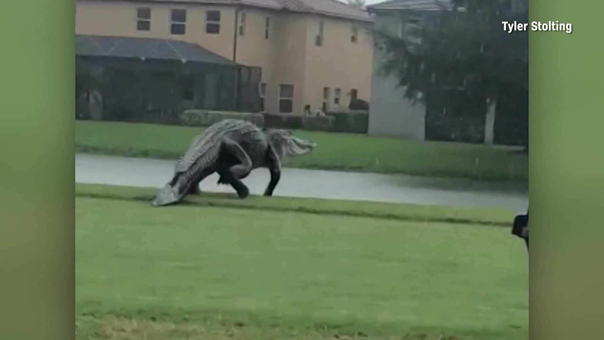 Gigantic alligator spotted roaming Florida golf course - WSVN 7News ...