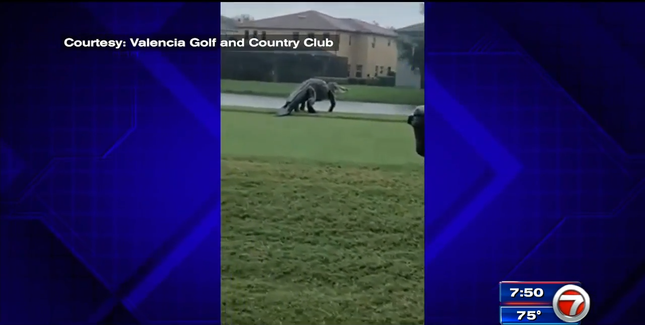 Large gator spotted at Naples golf course - WSVN 7News | Miami News ...