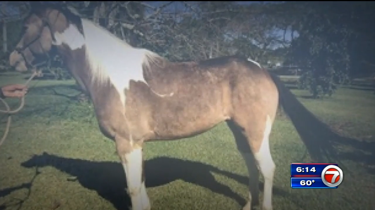 Prized horse stolen from SW Miami-Dade ranch - WSVN 7News | Miami News ...