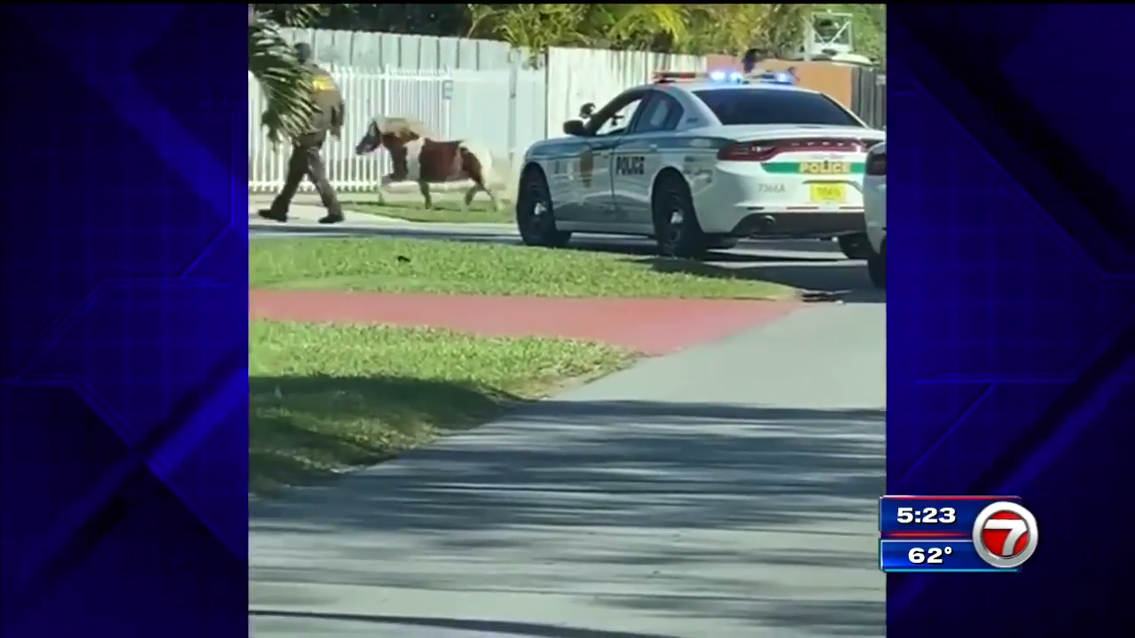 Pony runs loose in Cutler Bay - WSVN 7News | Miami News, Weather ...