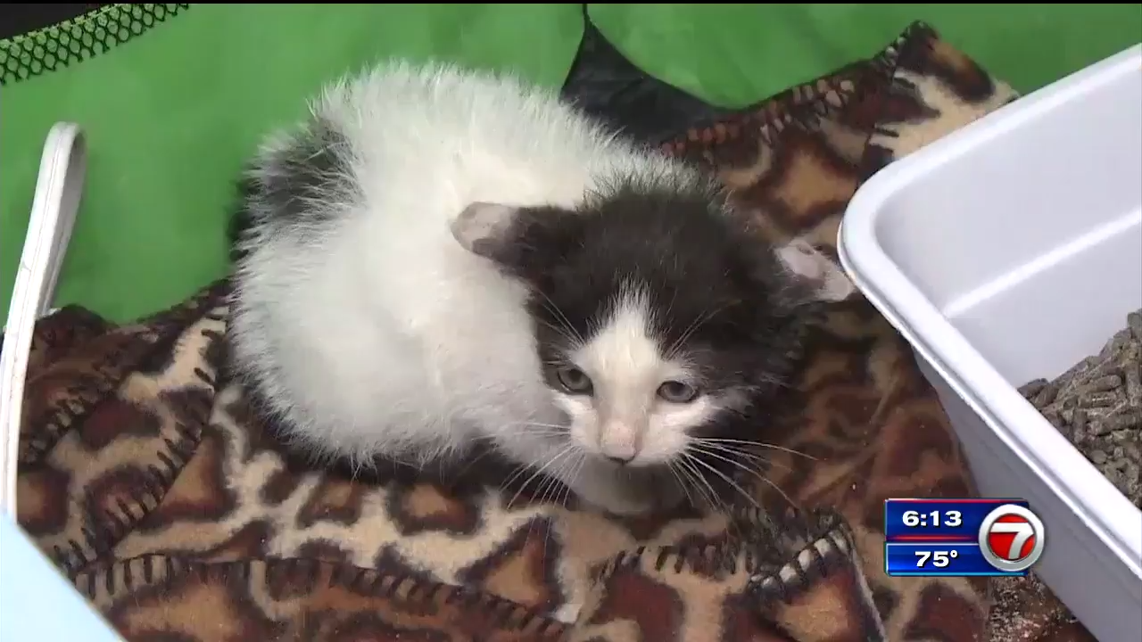 Fort Lauderdale firefighter adopts kitten after sewer pipe rescue ... Fort Lauderdale firefighter adopts kitten after sewer pipe rescue ...