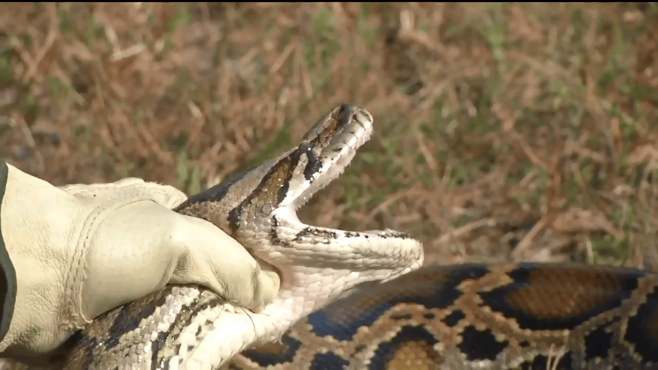 Burmese python hunt in Florida Everglades slated for August - WSVN ...