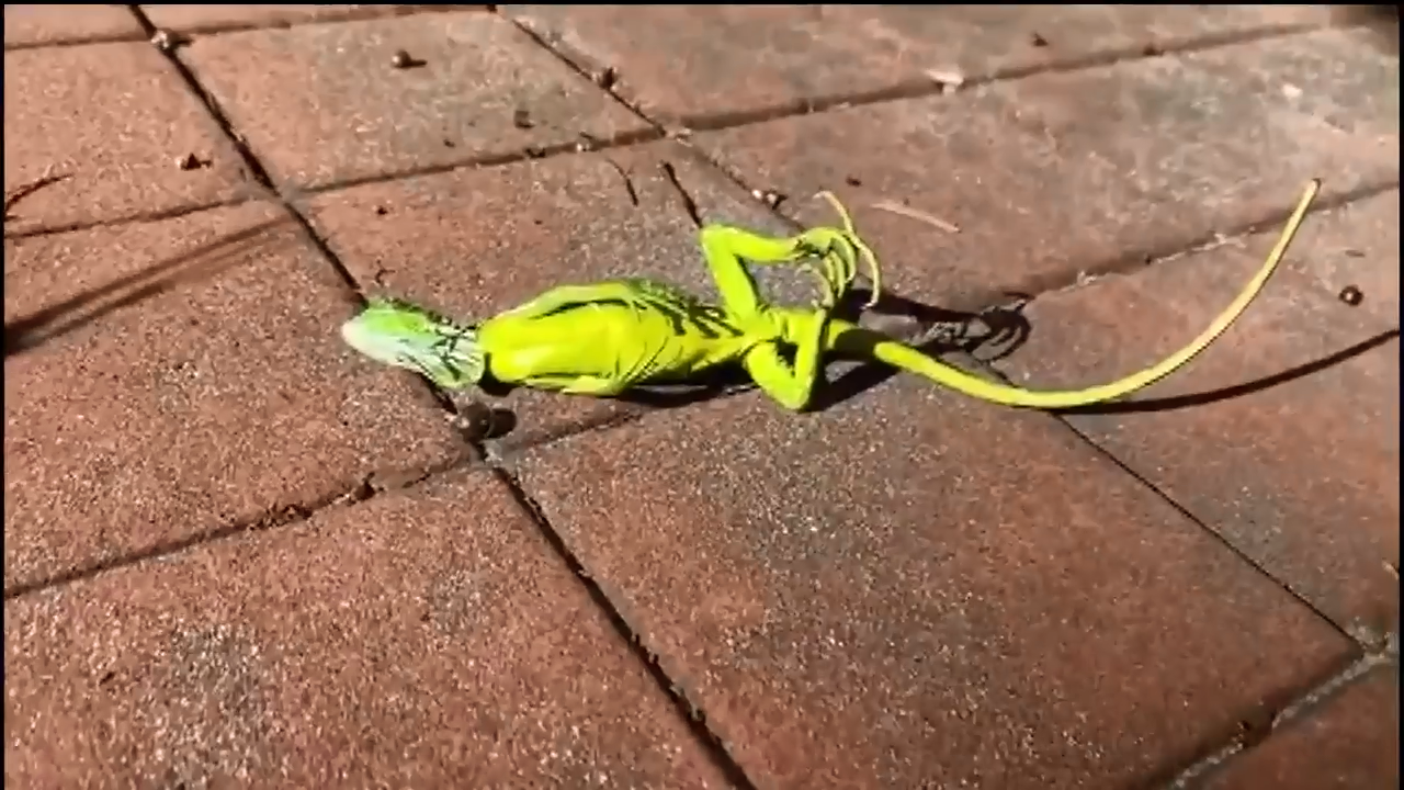 Brrr! It got so cold in Florida, iguanas fell from trees - WSVN 7News ...
