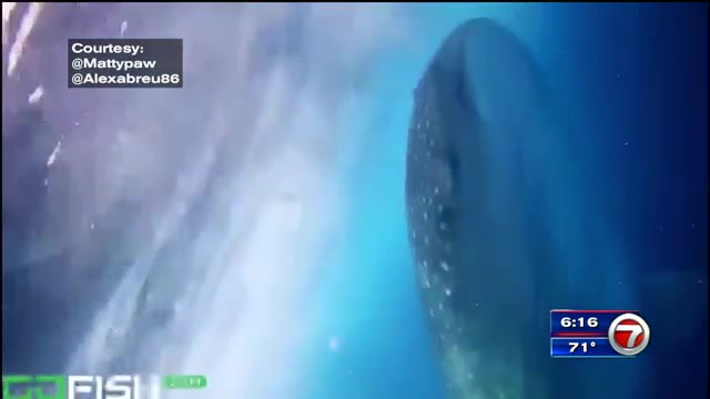 2 fishermen spot massive whale shark off Key Biscayne, record encounter ...