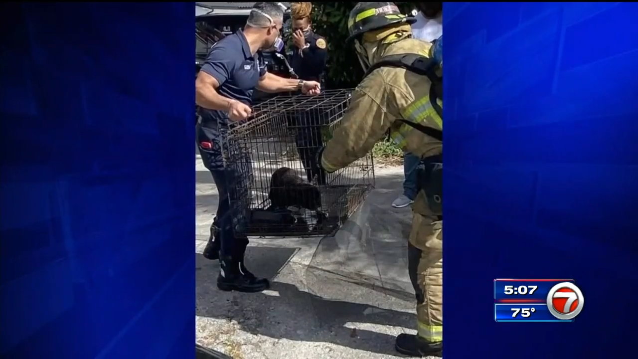 6 displaced, dog dead after fire at Miami home - WSVN 7News | Miami ...