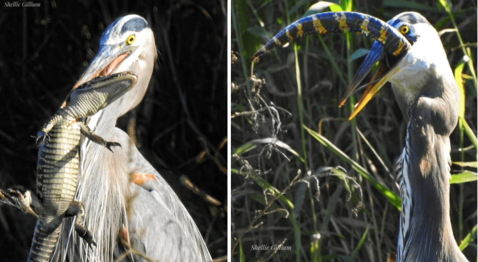 Florida wildlife photographer captures great blue heron eating baby ...