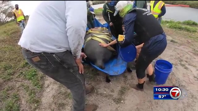 Lee County Sheriff’s Office deputies assist with manatee rescue - WSVN ...