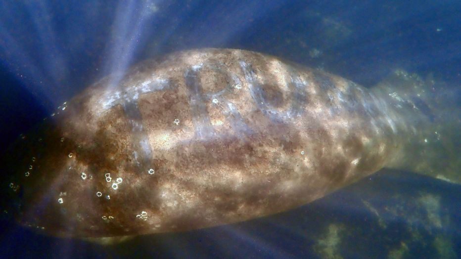 Federal authorities investigating after “TRUMP” written in algae on ...