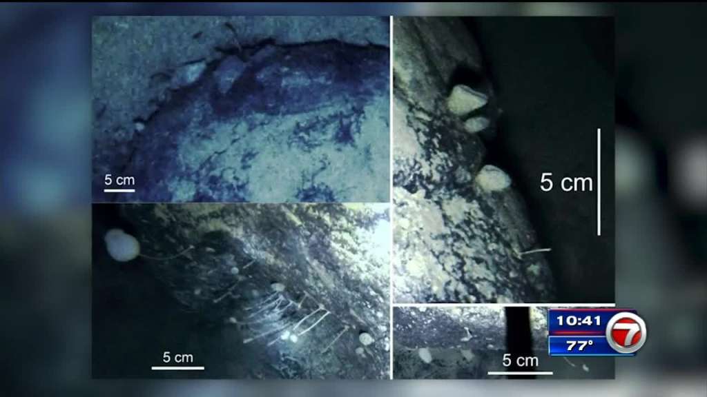 Antarctic sponges discovered under the ice shelf perplex scientists ...