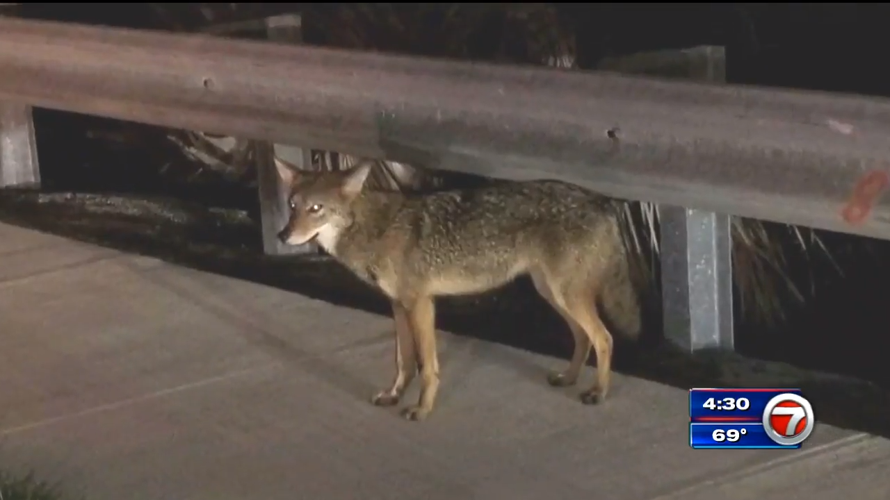 Coyote spotted in Dania Beach neighborhood; sightings on the rise ...