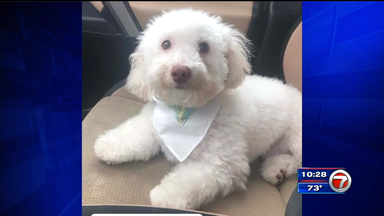 Woman searches for poodle that was taken from SW Miami-Dade home - WSVN ...