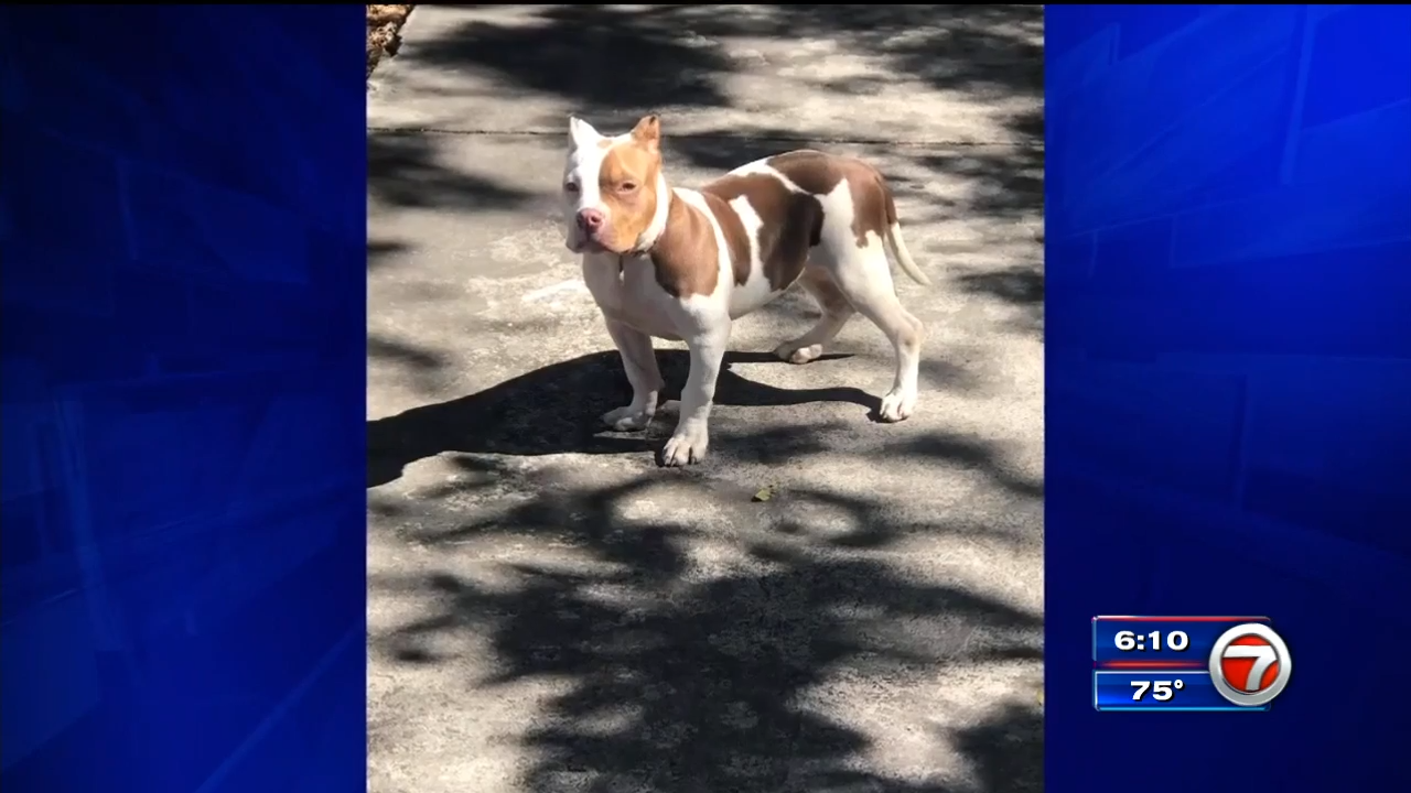 Man steals puppy at gunpoint from owner during walk in NW Miami-Dade ...