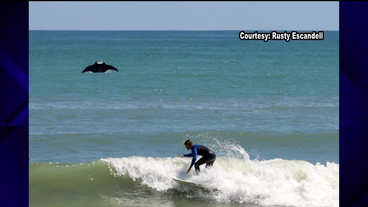 Manta ray photobombs surfer at Florida beach in viral photo - WSVN ...