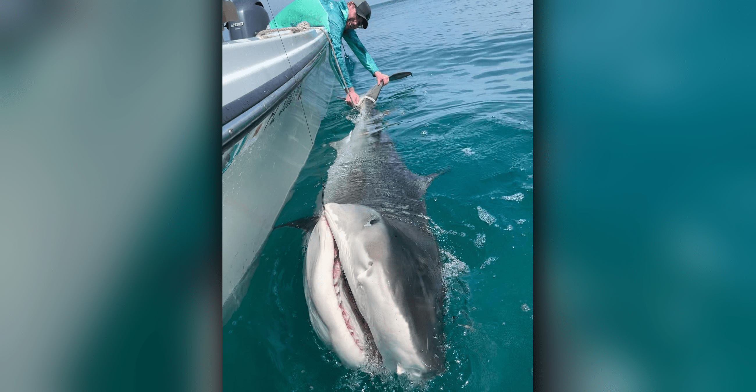 Fishermen catch ‘monster’ 12-foot tiger shark off Florida coast - WSVN ...