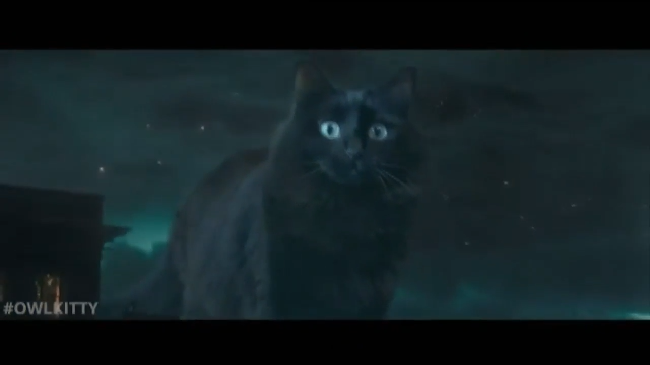 Viral social media feline OwlKitty releases new ‘Godzilla vs. Kong ...