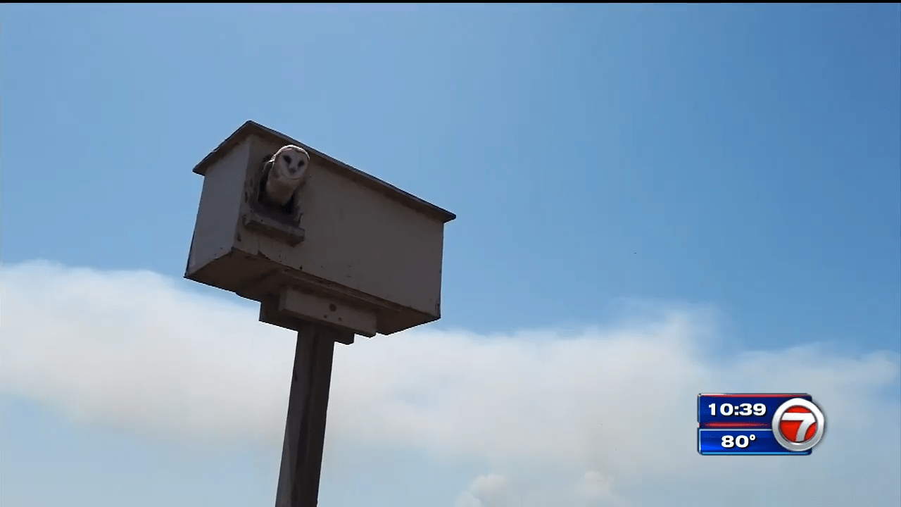 Poisons killed beloved owls in Tampa Bay - WSVN 7News | Miami News ...