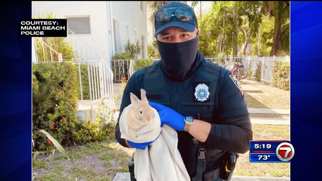Miami Beach Police find escaped bunny on Easter - WSVN 7News | Miami ...