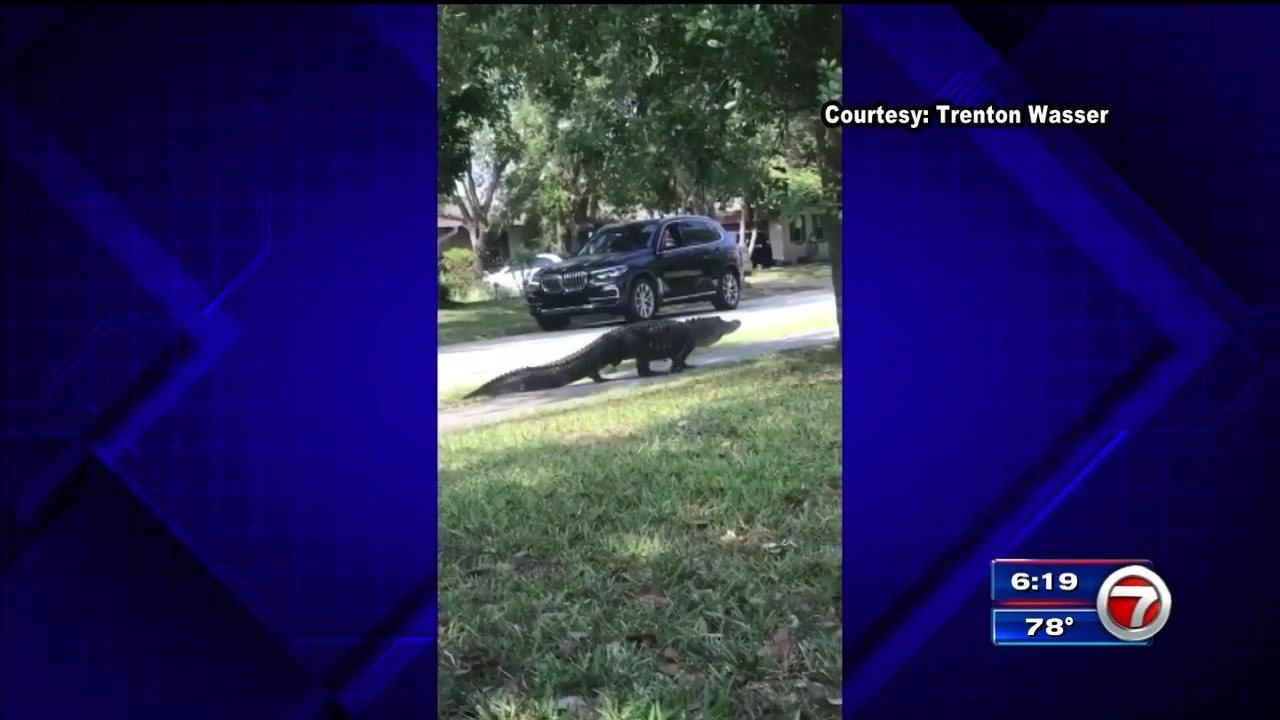 Gator spotted strolling through Palmetto Bay neighborhood - WSVN 7News ...
