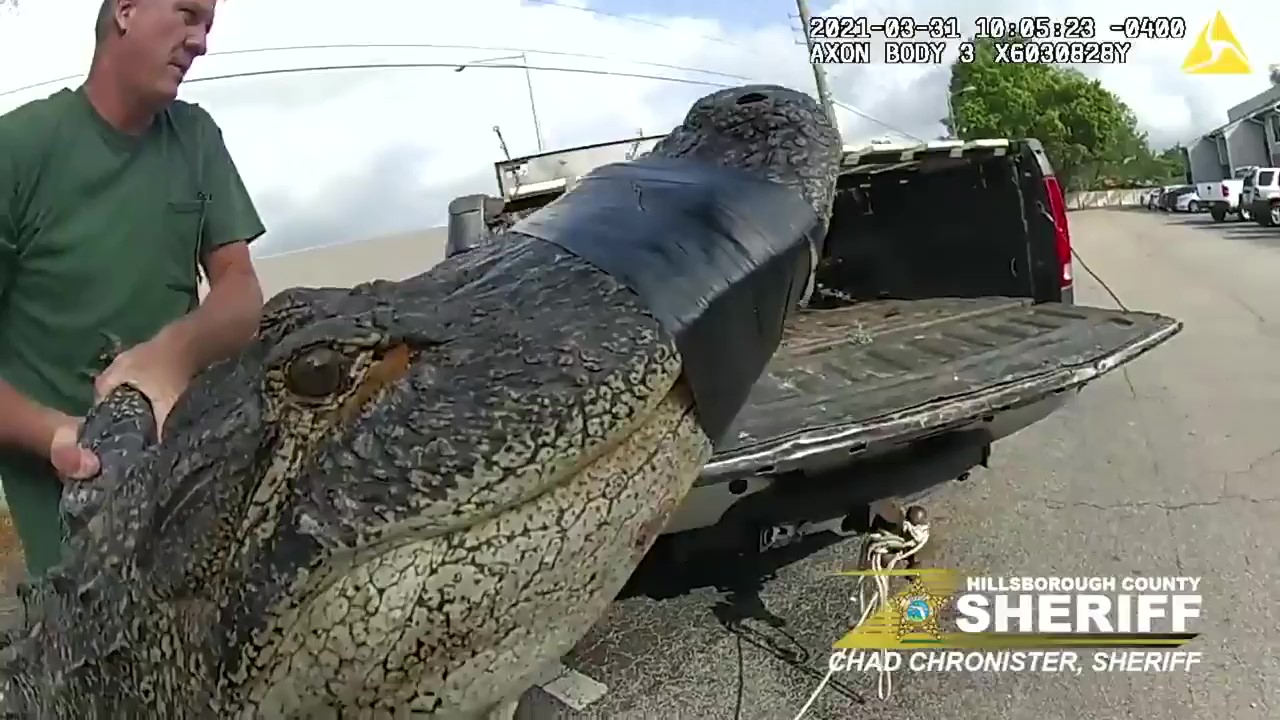Body cam video shows Florida deputies wrangling gator that hid under ...