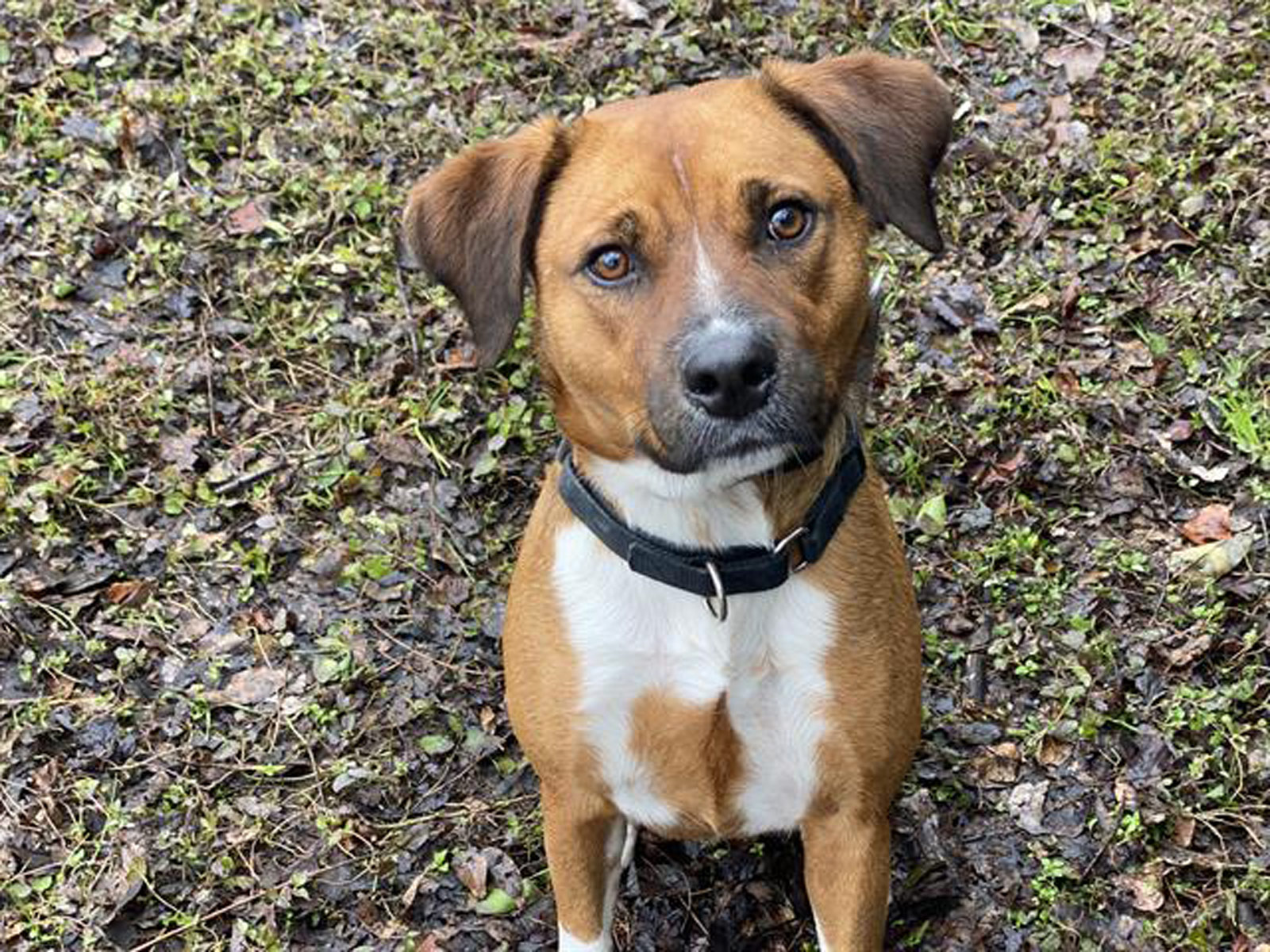 Dog in Texas shelter for over 400 days returned after being adopted for ...
