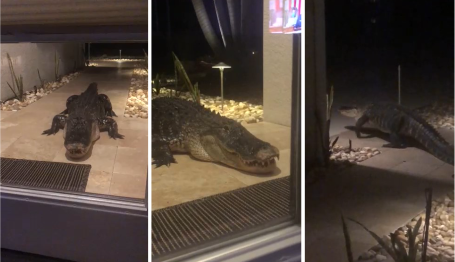 Massive gator spotted outside Sarasota home - WSVN 7News | Miami News ...