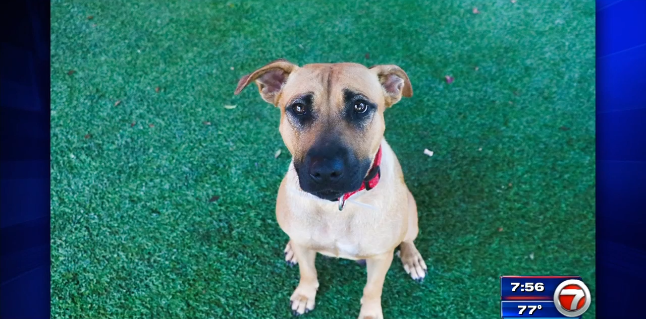Celebrate National Adopt a Shelter Pet Day in Miami-Dade, Broward ...