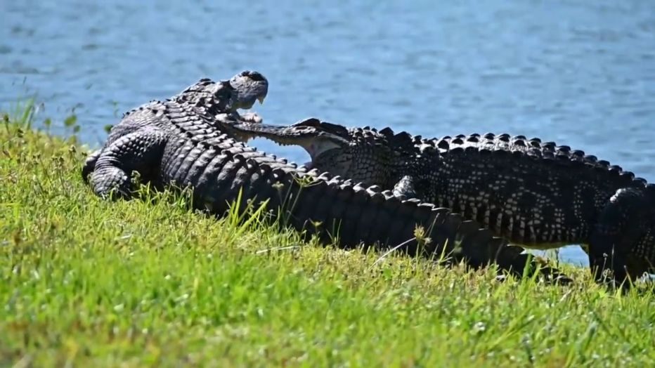 Florida man captures video showing alligators wrestling in backyard ...