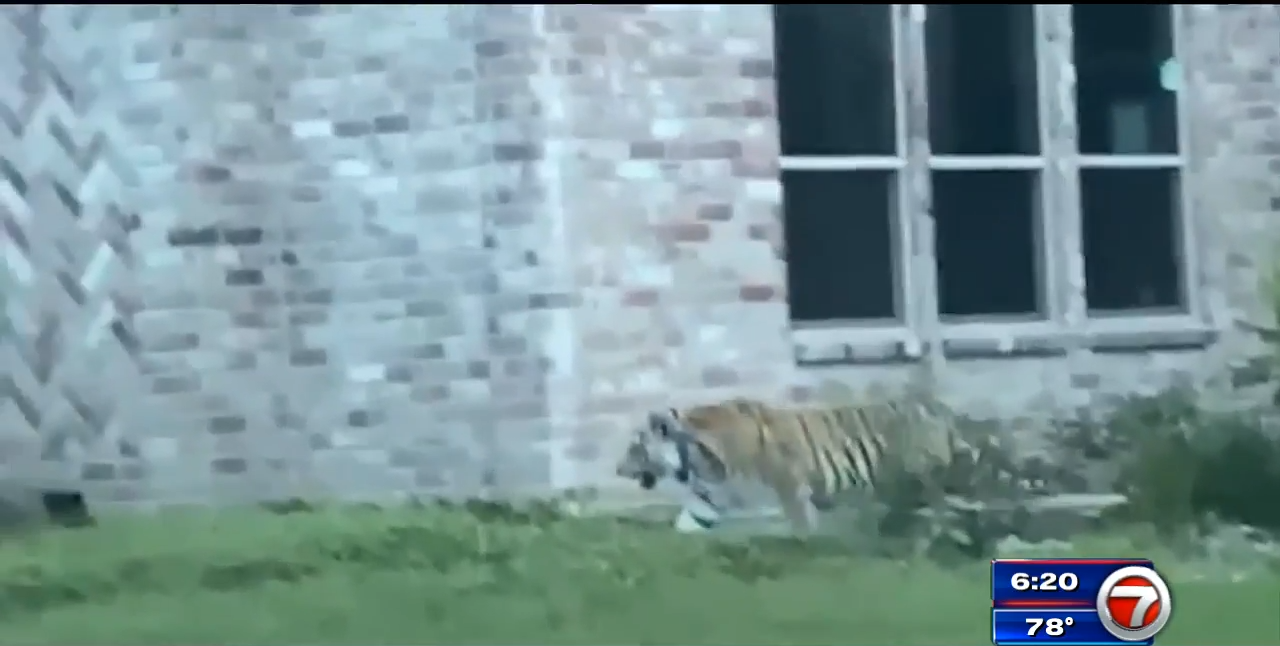 Tiger missing in Houston found safe, police say - WSVN 7News | Miami ...