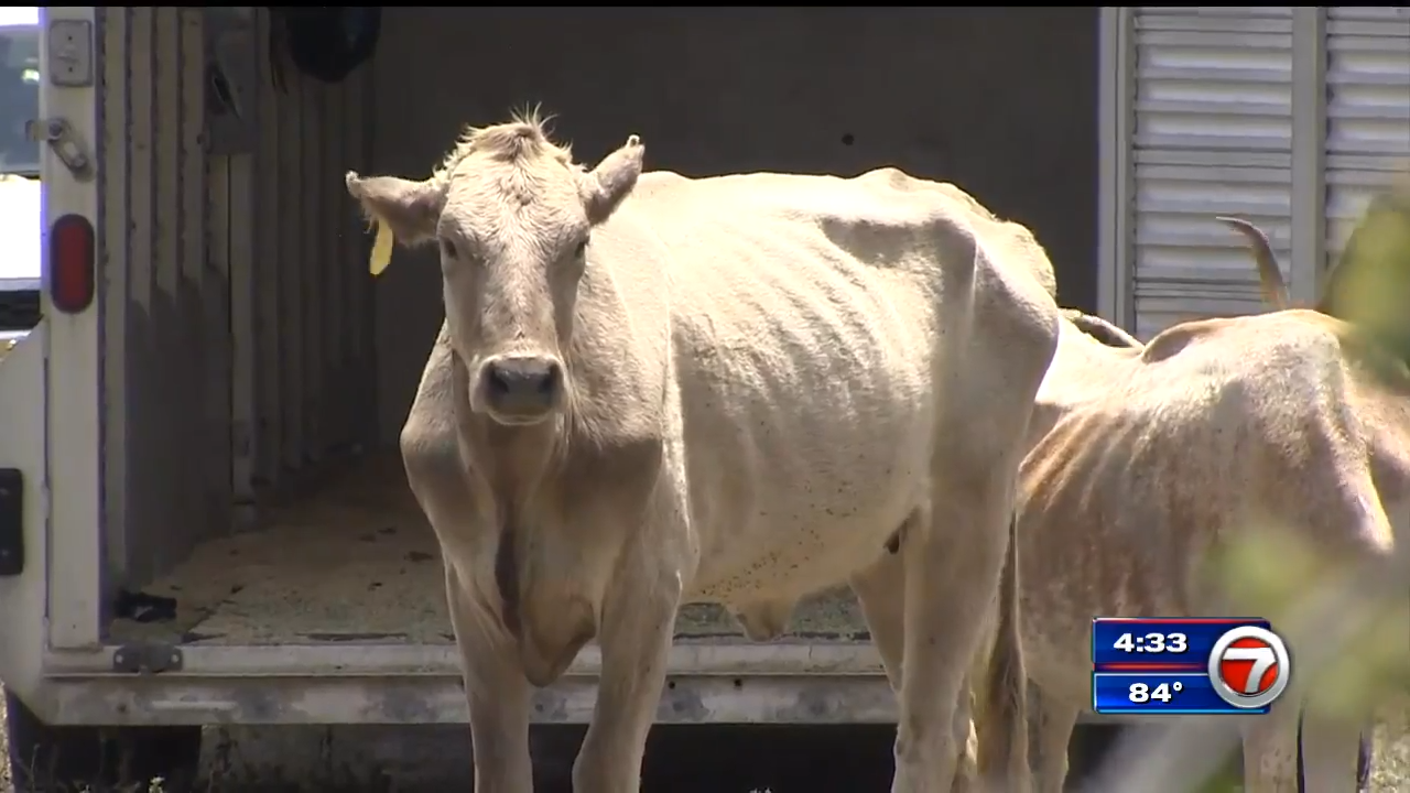 South Florida SPCA, police begin operation to move emaciated Sunrise ...