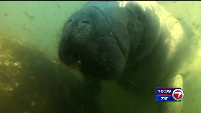 A Dying Breed: South Florida marine life experts investigate rise in ...