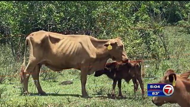 Emaciated cows spotted in Sunrise trigger police investigation; owner ...