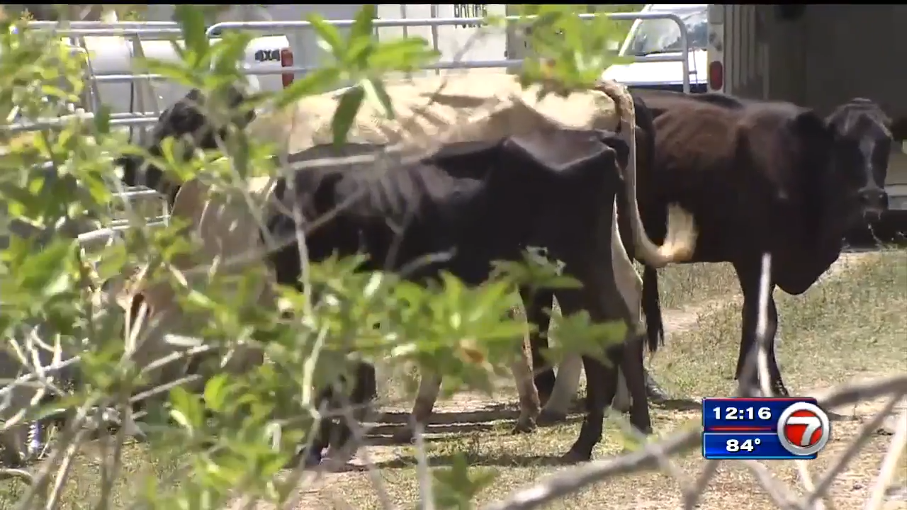 South Florida SPCA, police continue operation to move emaciated cows in ...