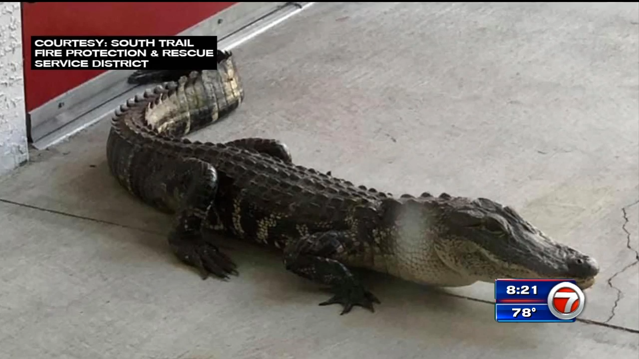 Gator spotted outside fire station in Fort Myers - WSVN 7News | Miami ...