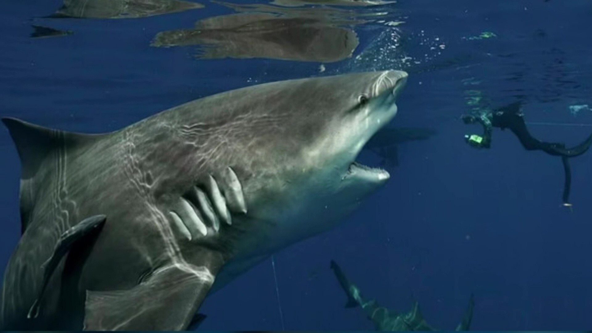 Photographer comes face-to-face with massive shark while off Florida ...