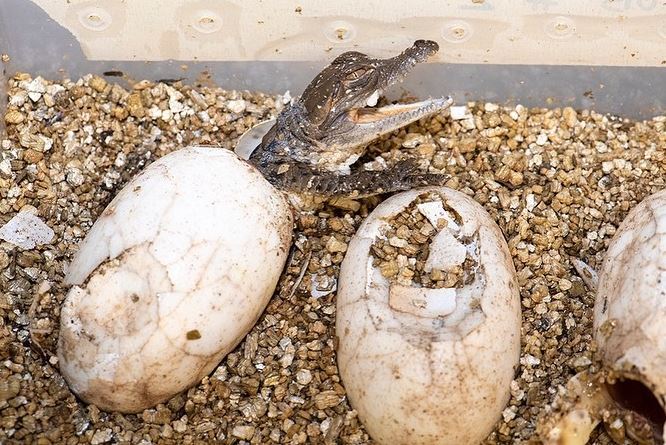 hatching crocodile eggs