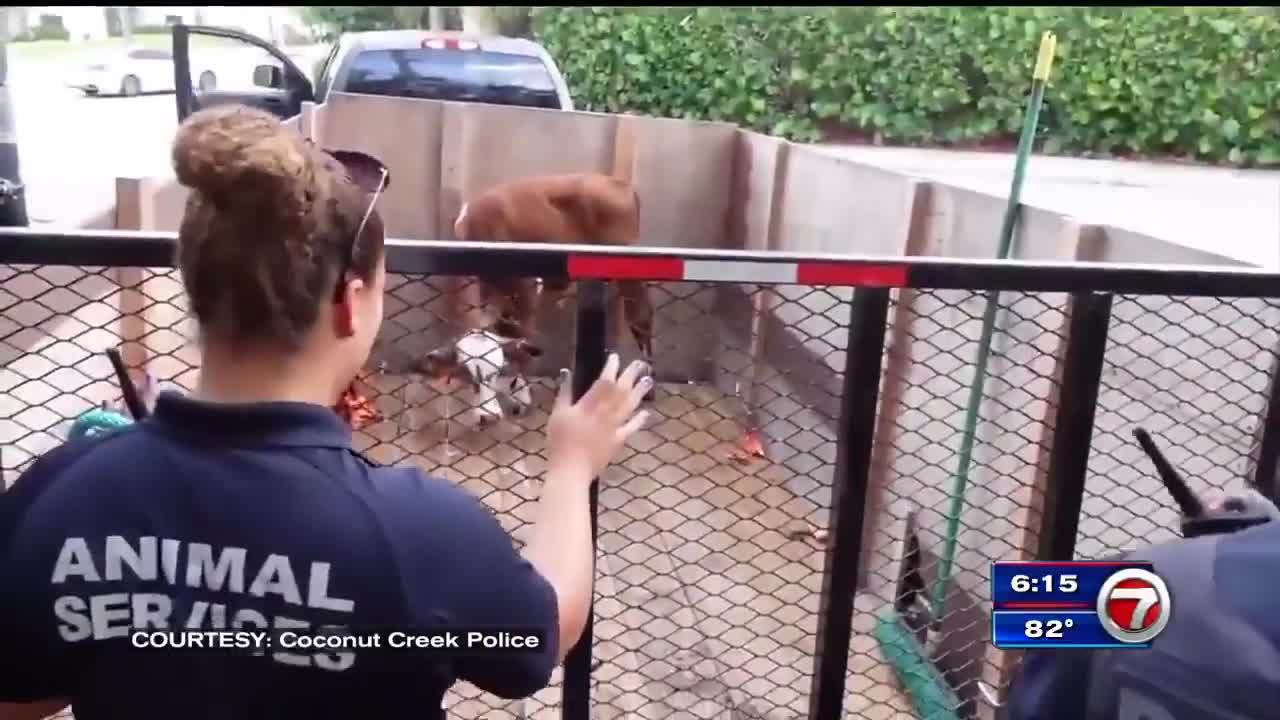 Coconut Creek Police corral rogue cow, return it to owner - WSVN 7News ...