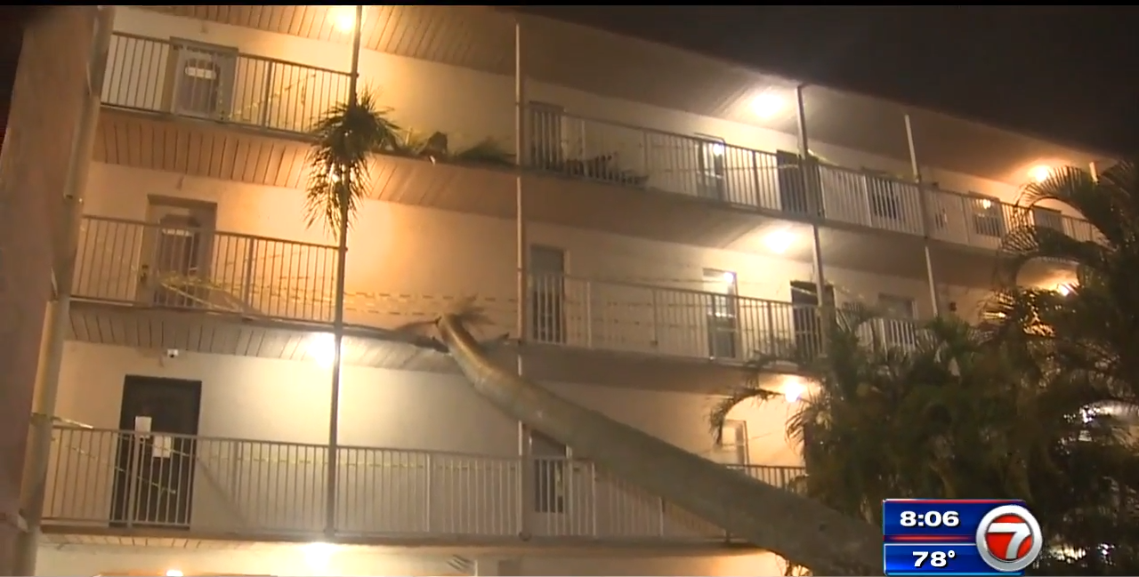 Downed palm tree causes damage to Lauderhill apartment building - WSVN ...