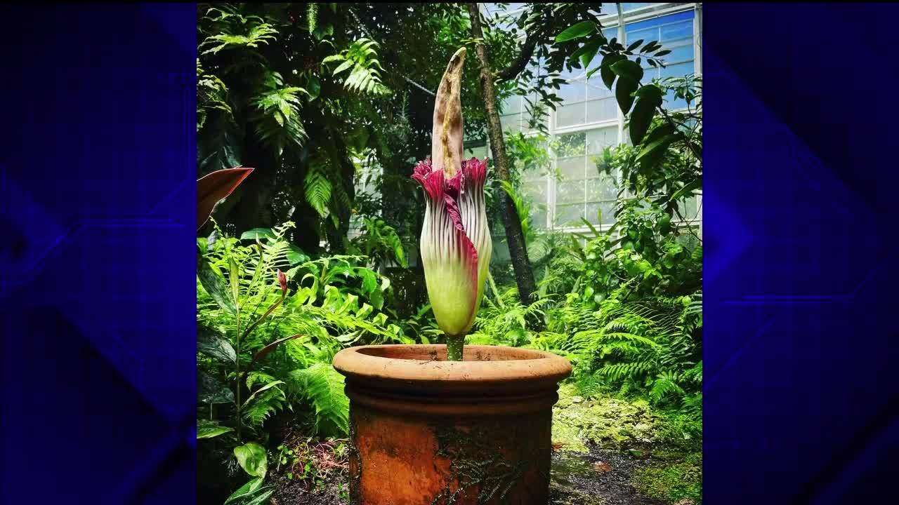 Mr. Stinky Jr. set to bloom at Fairchild Tropical Botanic Garden in ...