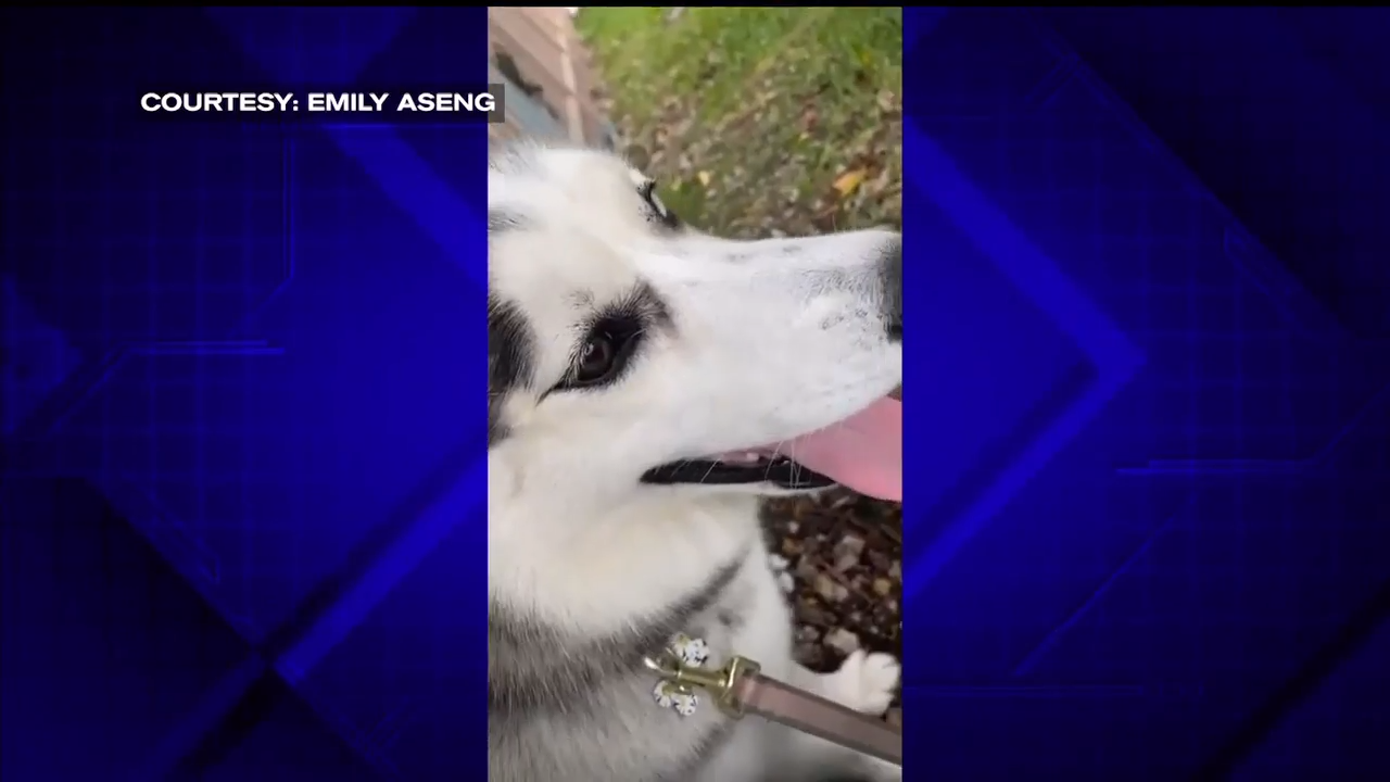 Husky gets stuck in fence while chasing chickens in SW Miami-Dade ...