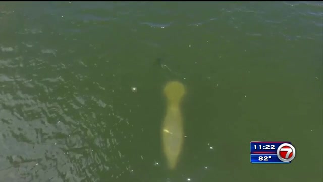 Manatee spotted in lake sparks concerns in Pembroke Pines neighborhood ...