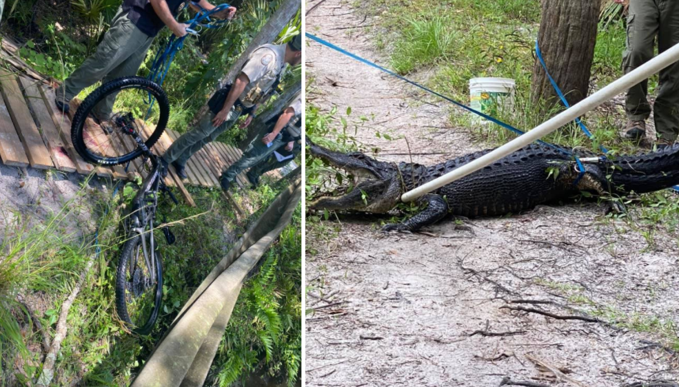 Florida cyclist bitten by an alligator after falling off bike into ...