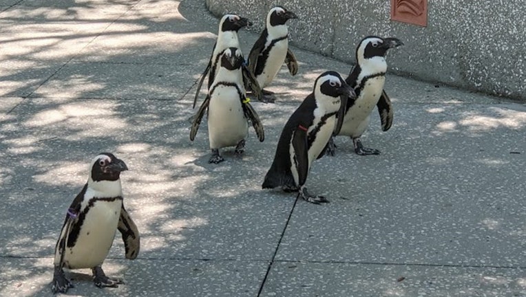 7 African penguins die at the Florida Aquarium – WSVN 7News | Miami ...