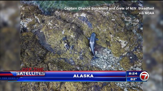 Stranded orca freed from rocky coastline in Alaska after being stuck ...