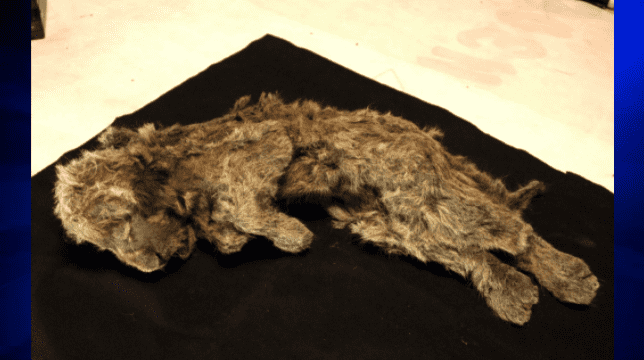 Perfectly preserved cave lion cub found frozen in Siberia is 28,000 ...